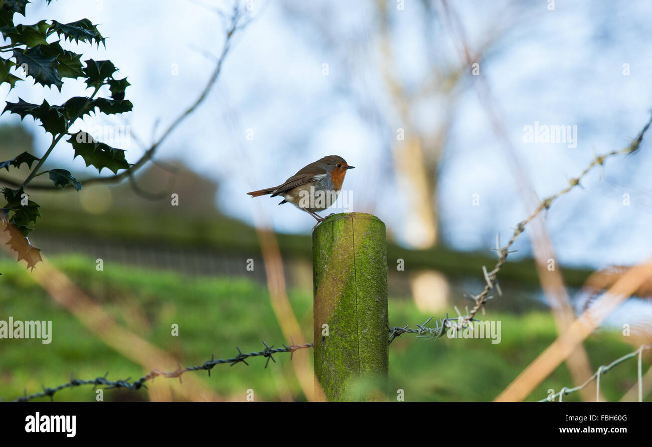 Robin on a fence hi-res stock photography and images - Alamy