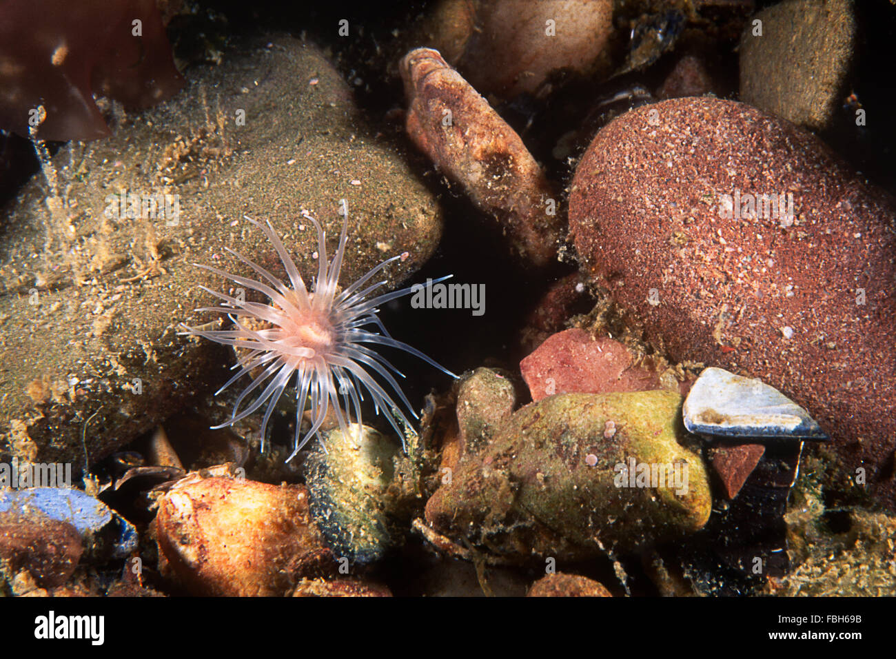 Silver spotted anemone hi-res stock photography and images - Alamy