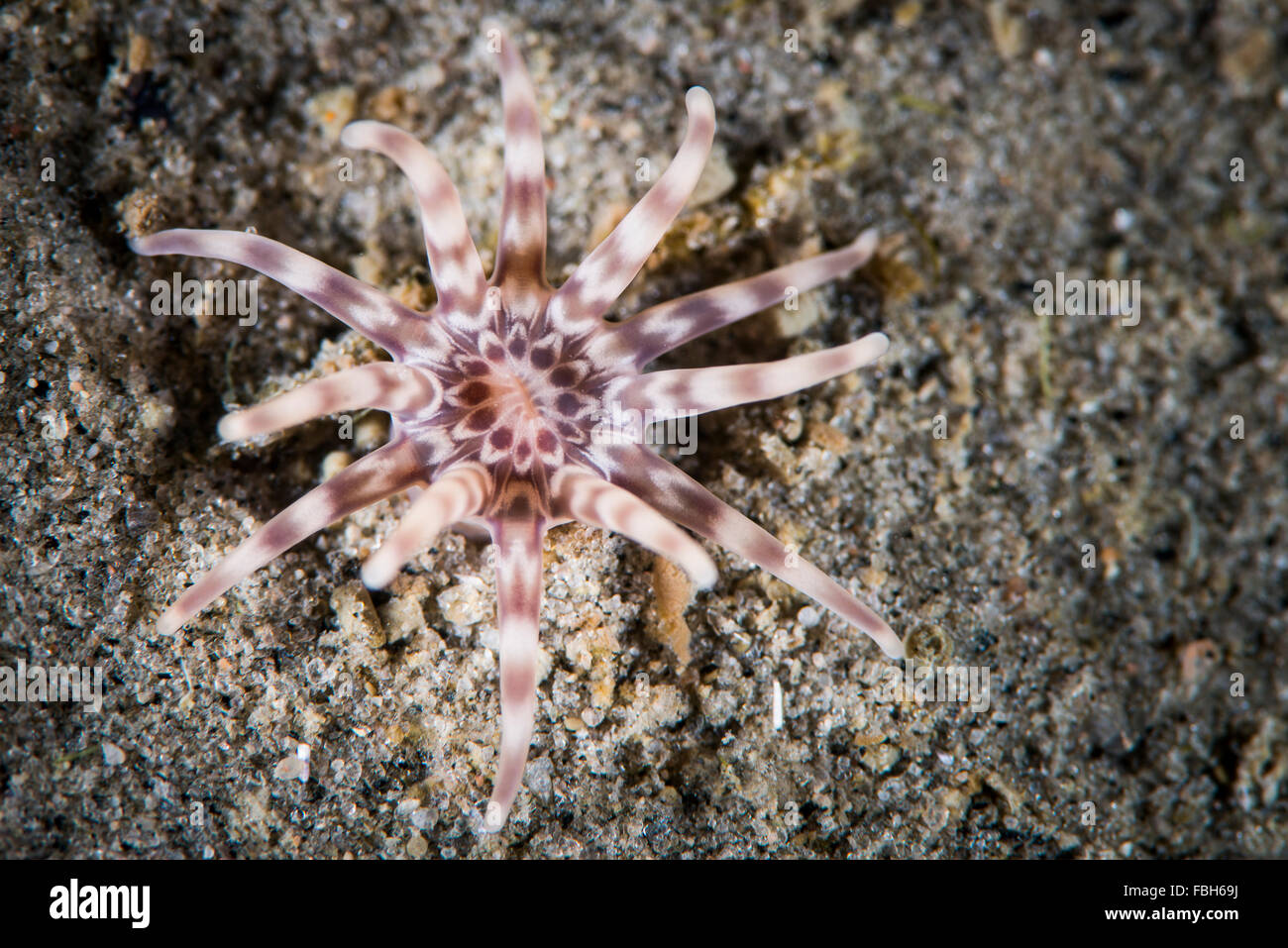 Burrowing Anemone underwater at the St. Lawrence River Stock Photo - Alamy