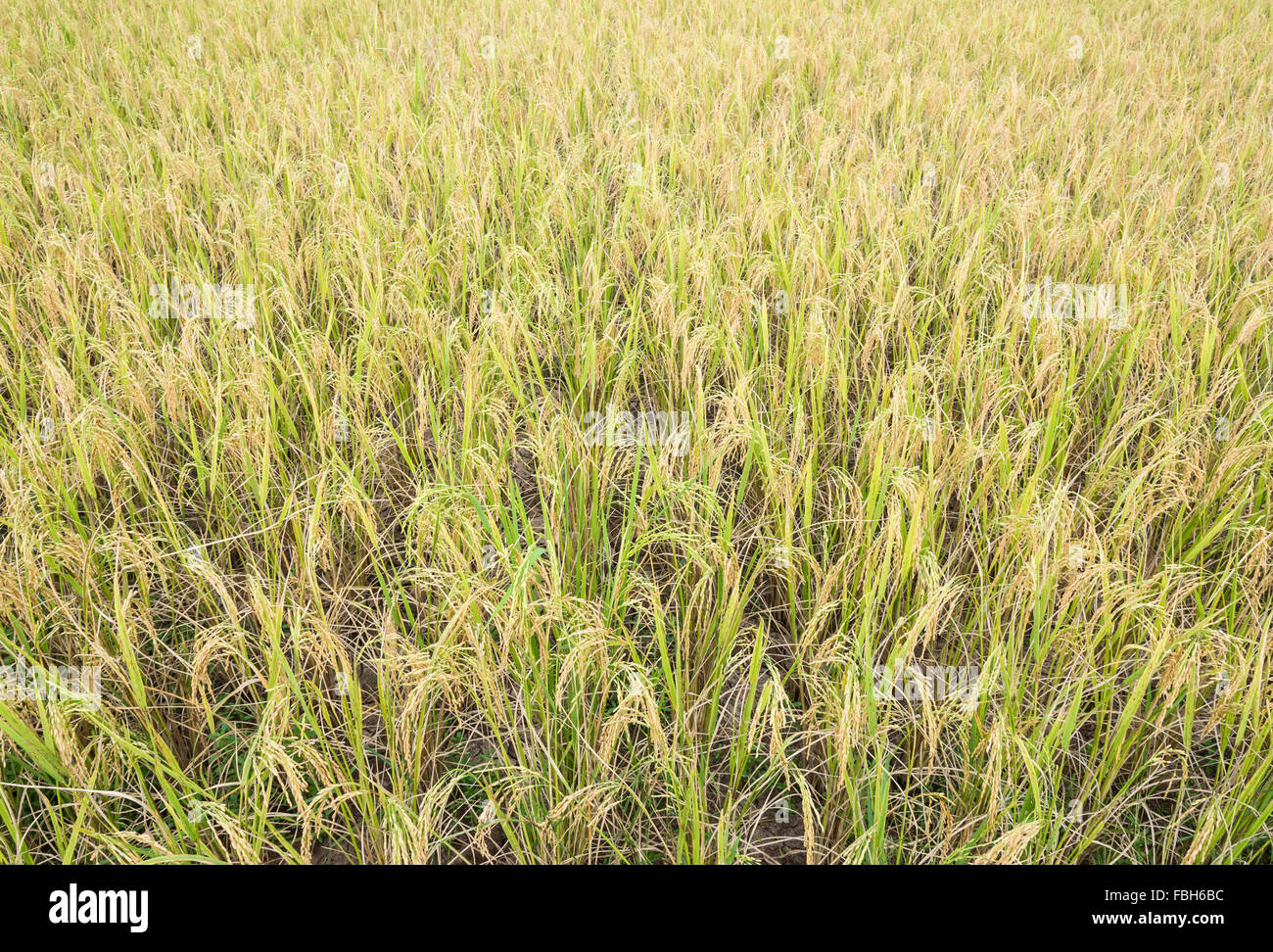 Dry paddy field hi-res stock photography and images - Alamy