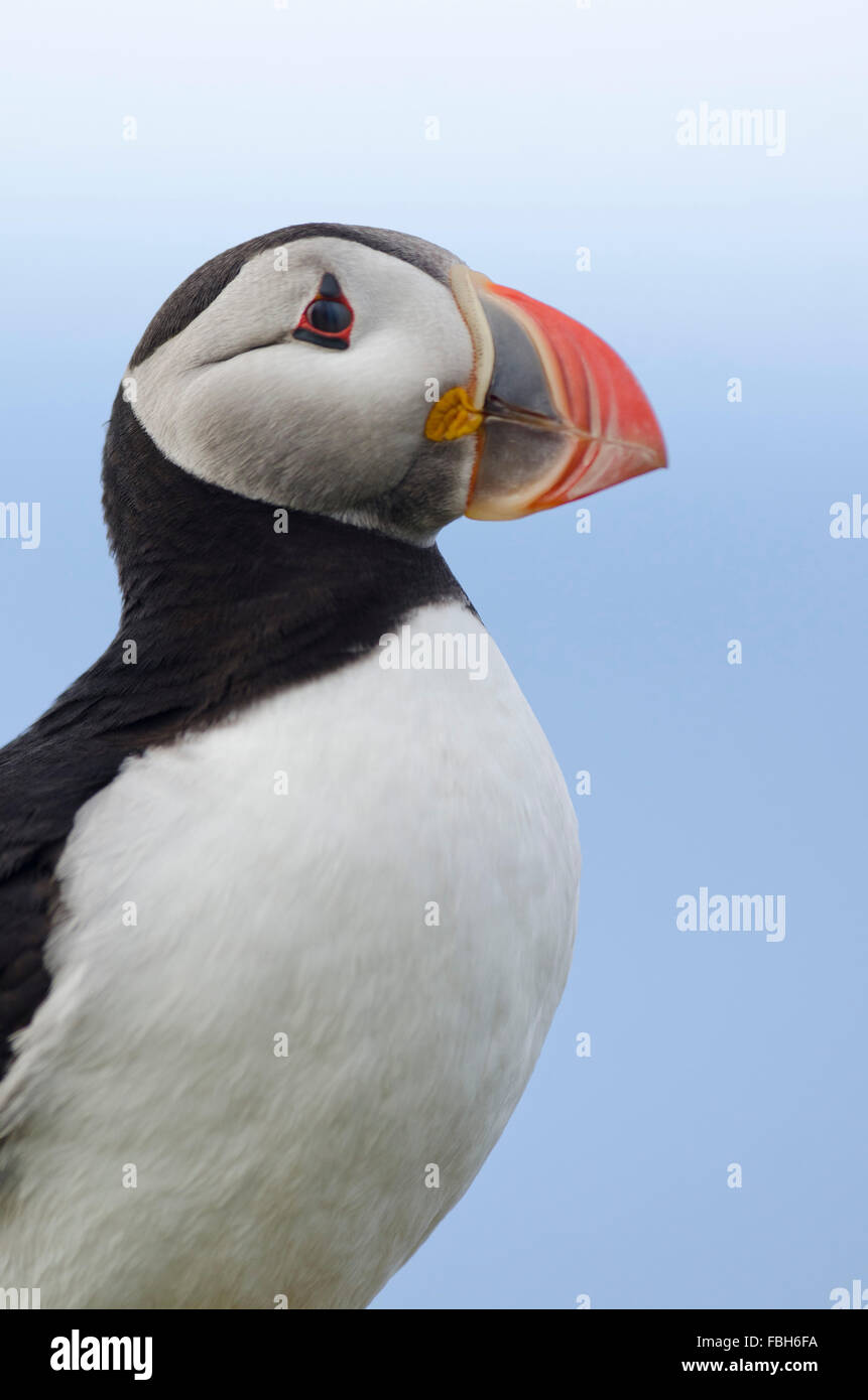 Puffin head hi-res stock photography and images - Alamy