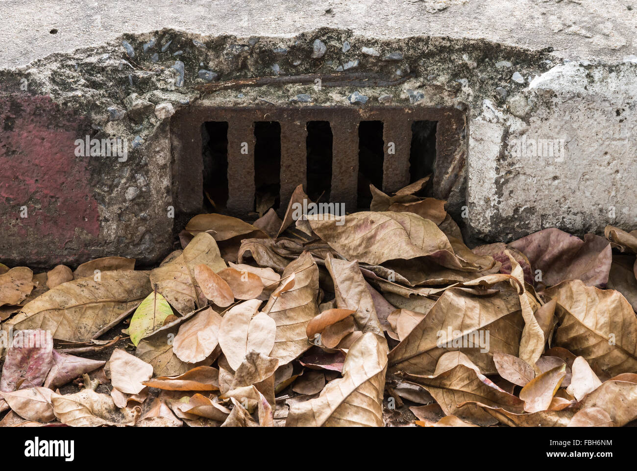 Tree Grate High Resolution Stock Photography and Images - Alamy