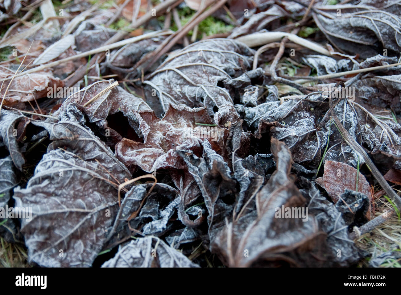 Darmera peltata frozen in winter Stock Photo - Alamy