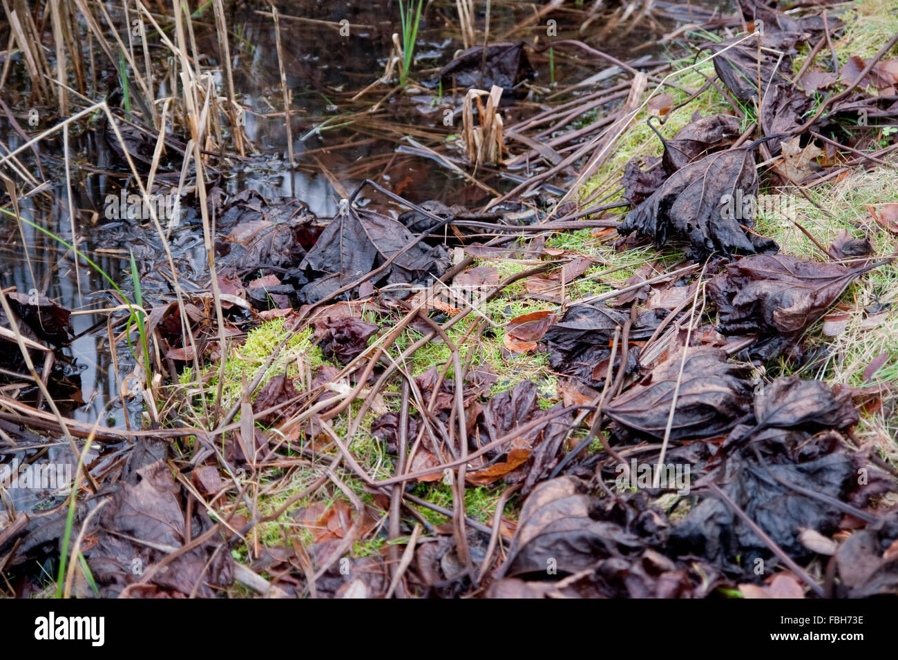 Darmera peltatum hi-res stock photography and images - Alamy