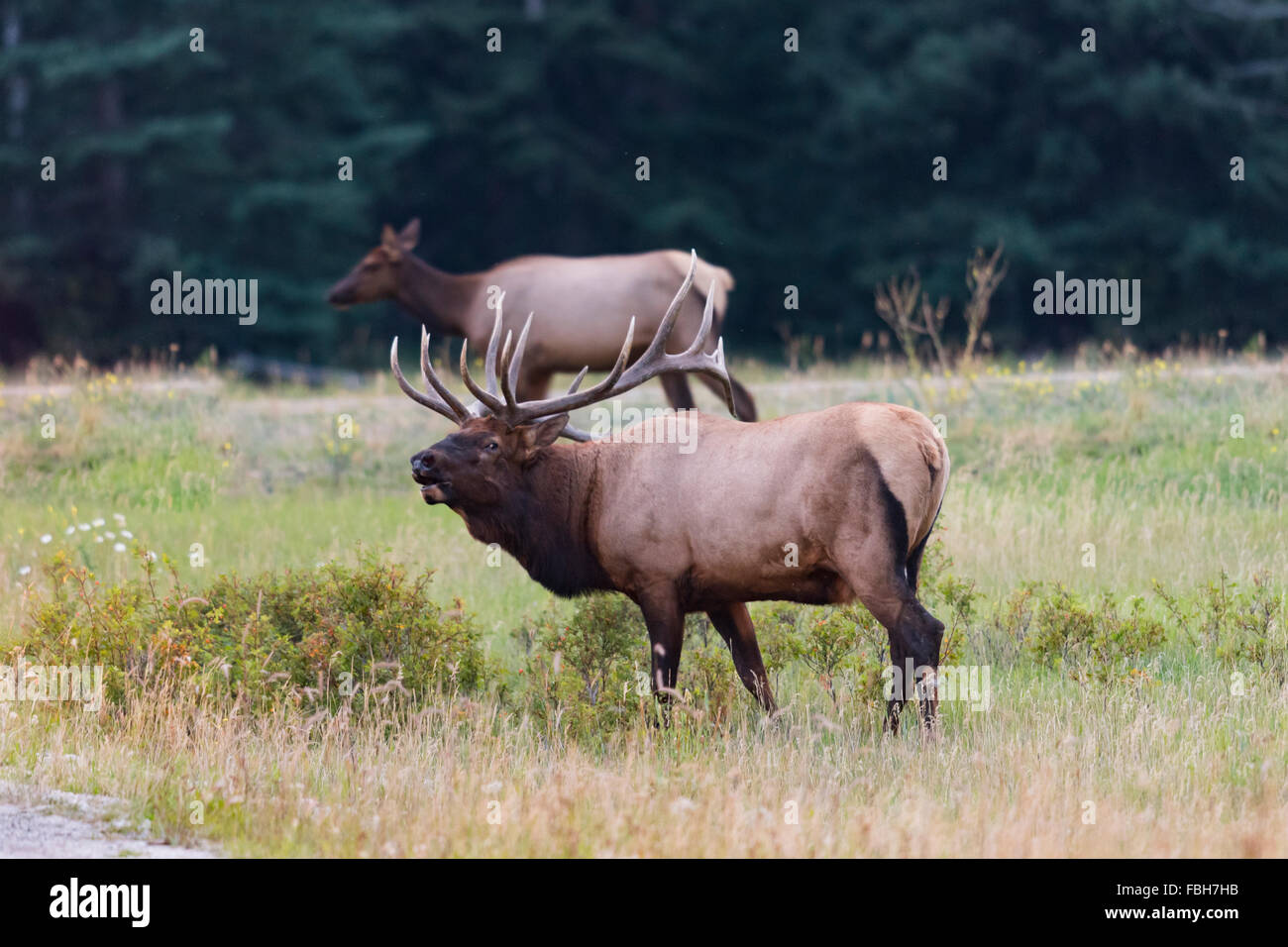 Wild Bull Elk Jasper National Park Alberta Canada Stock Photo - Alamy