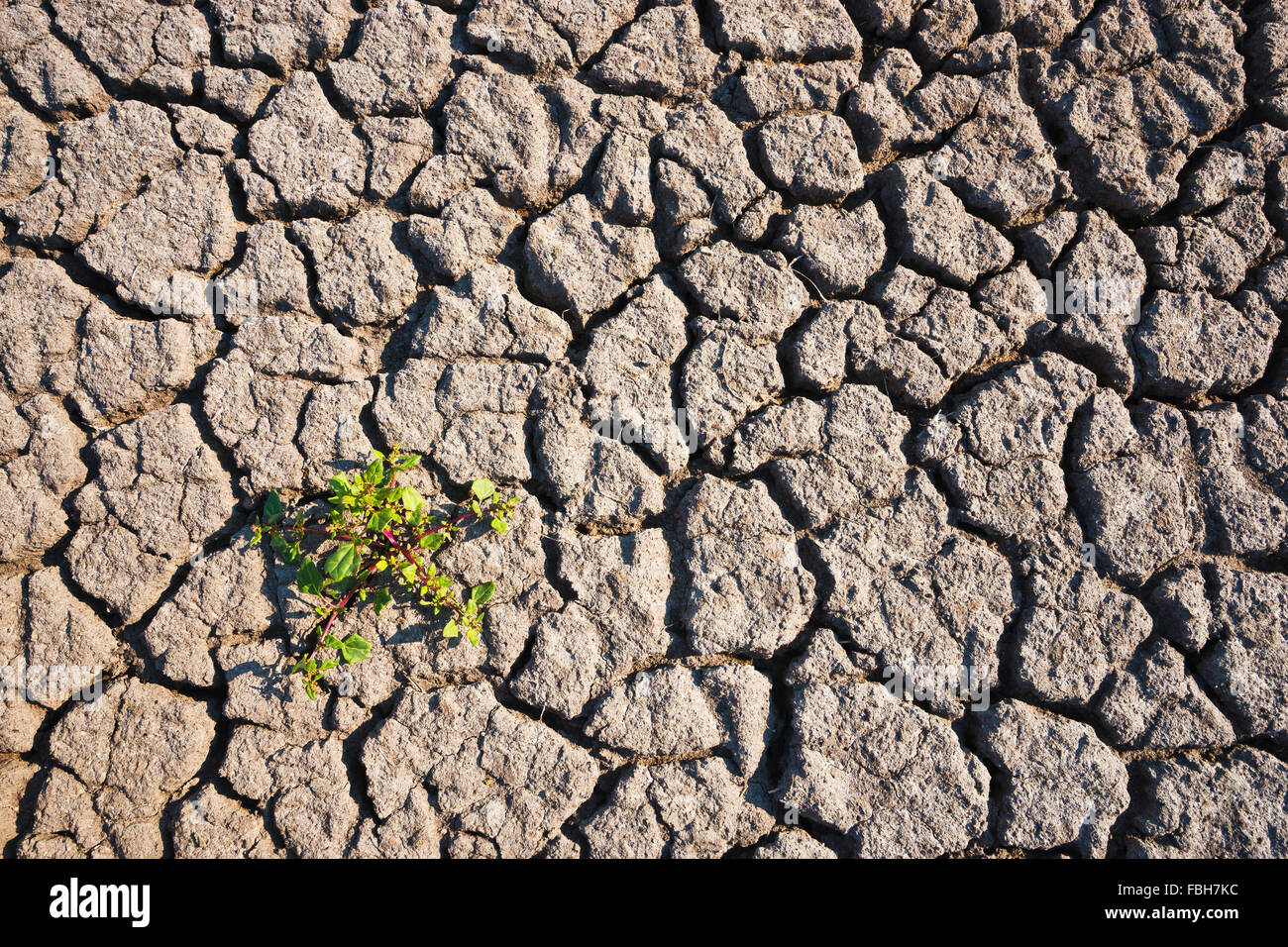 Brackish soil hi-res stock photography and images - Alamy