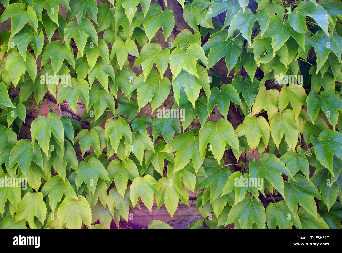 Ivy - climbing ever green plants on the wall Stock Photo - Alamy