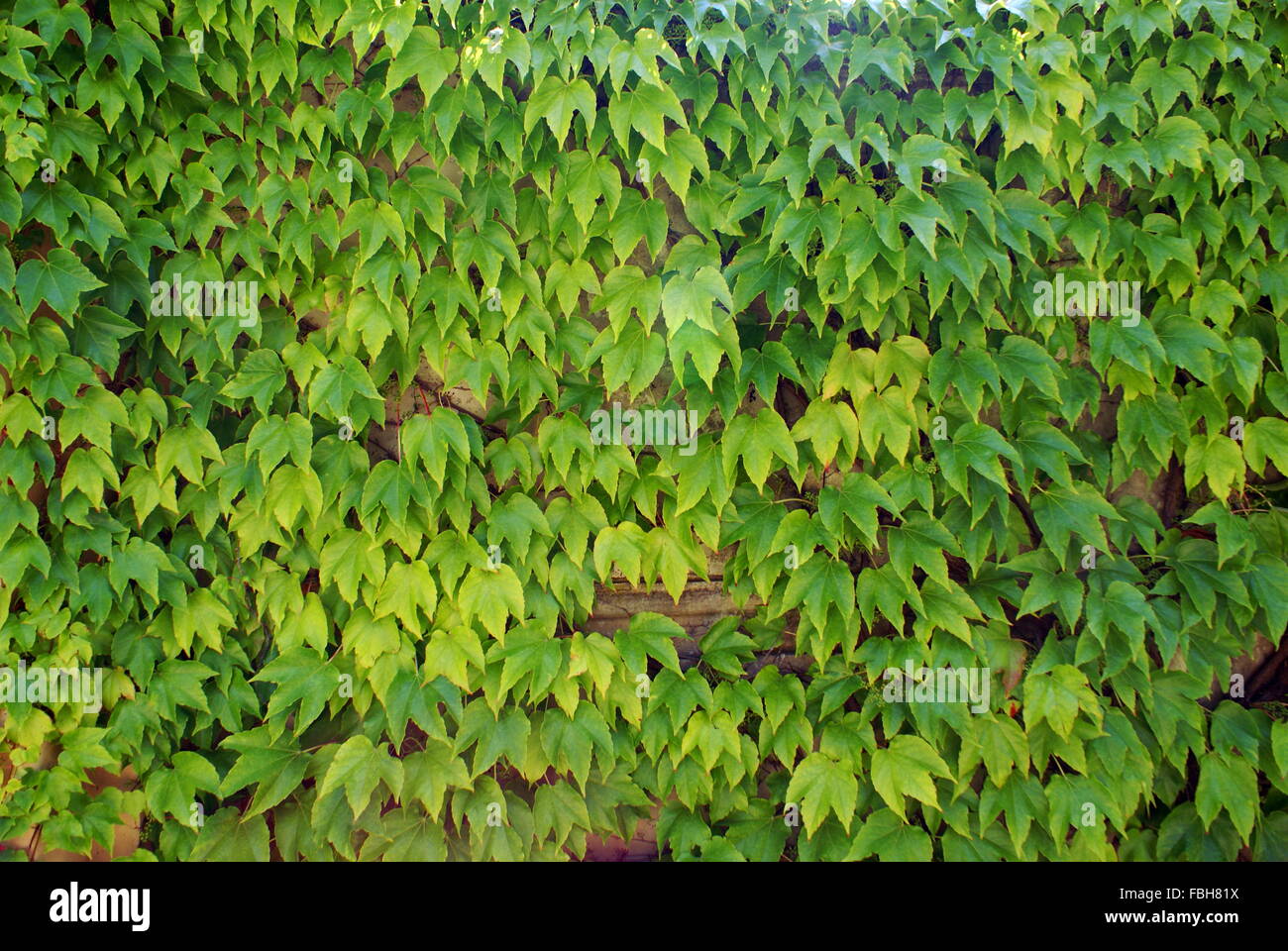 Ivy - climbing ever green plants on the wall Stock Photo - Alamy