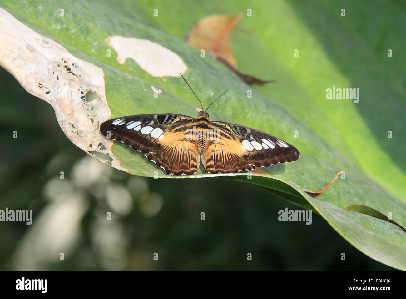 Clipper (Parthenos sylvia). Butterflies in the Glasshouse 2016, RHS ...