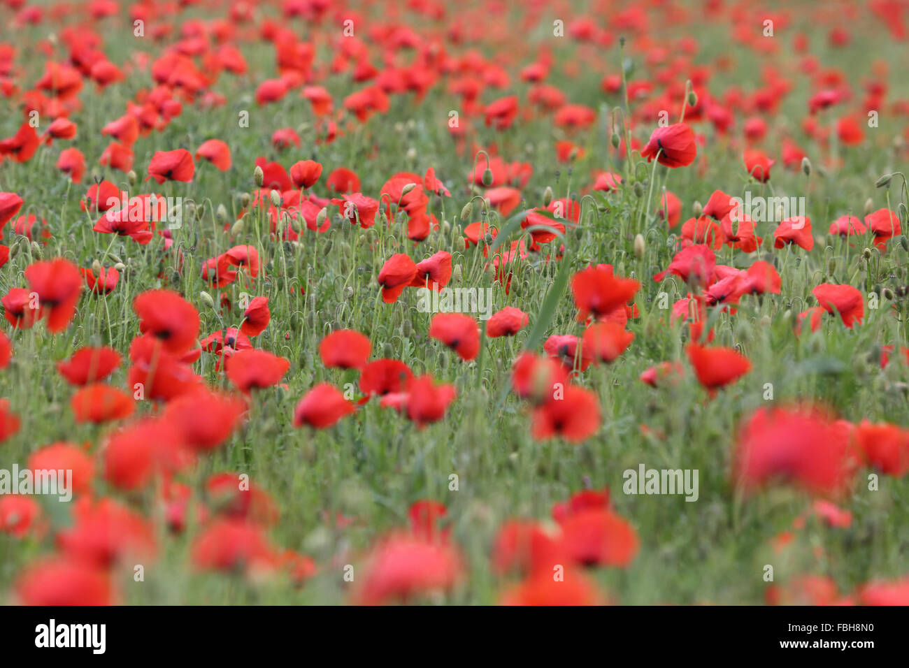 Clap poppy seed field hi-res stock photography and images - Alamy