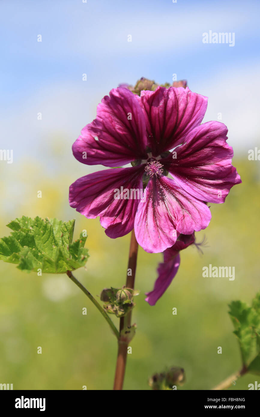 Mauve common mallow hi-res stock photography and images - Alamy