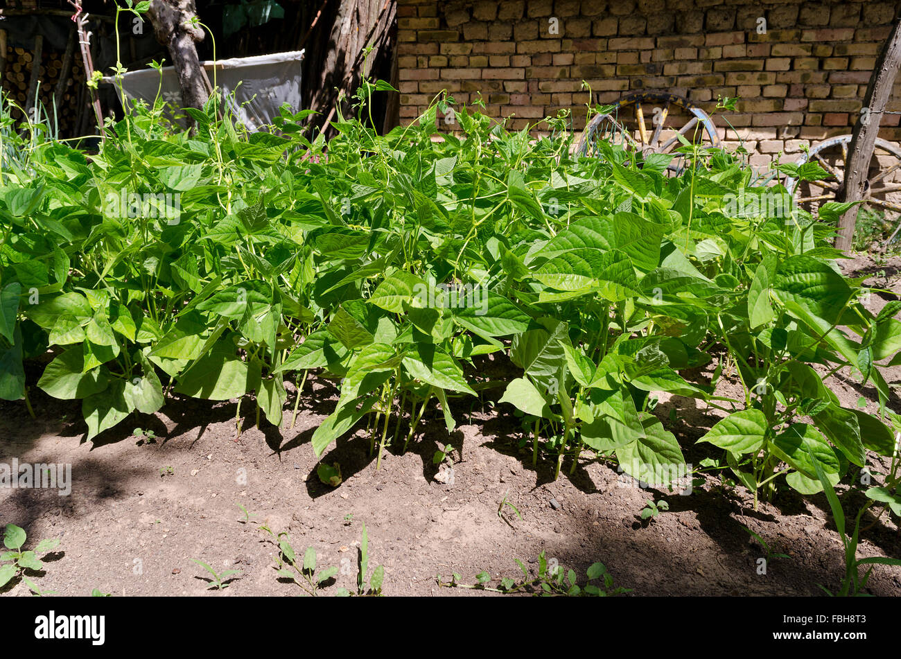 Green string bean hi-res stock photography and images - Alamy