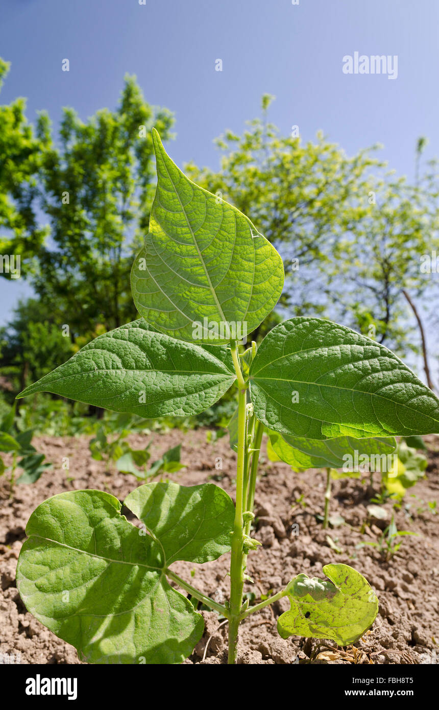 String bean hi-res stock photography and images - Alamy