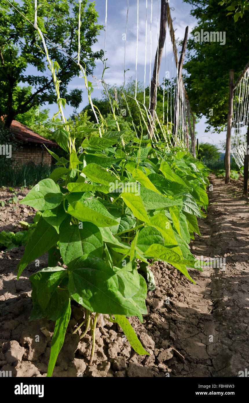 String bean hi-res stock photography and images - Alamy