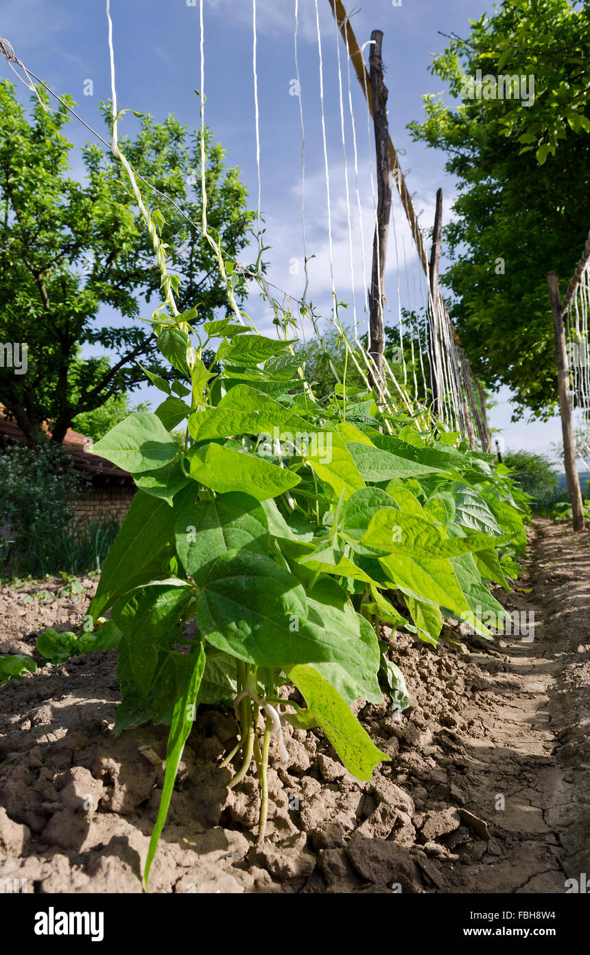 Row beans in garden hi-res stock photography and images - Alamy