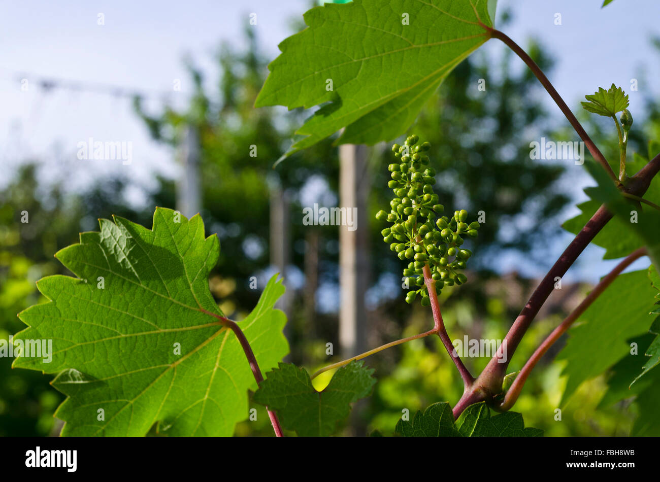 Growing bio grapes in the northern Bulgaria in the summer Stock Photo - Alamy