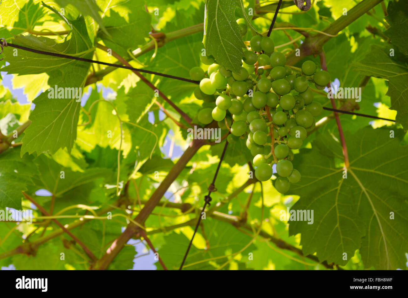 Growing bio grapes in the northern Bulgaria in the summer Stock Photo - Alamy
