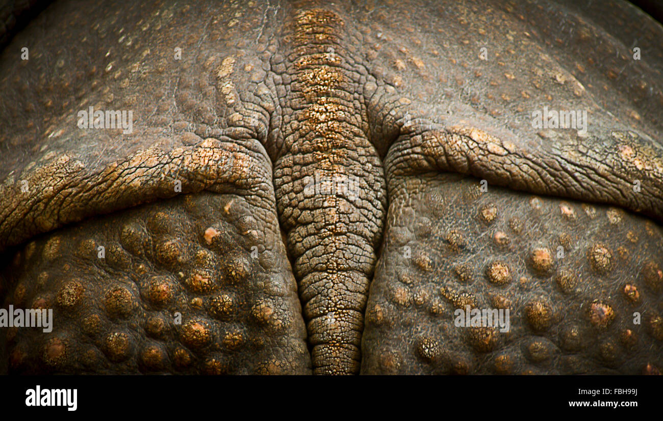 Indian Rhino Skin
