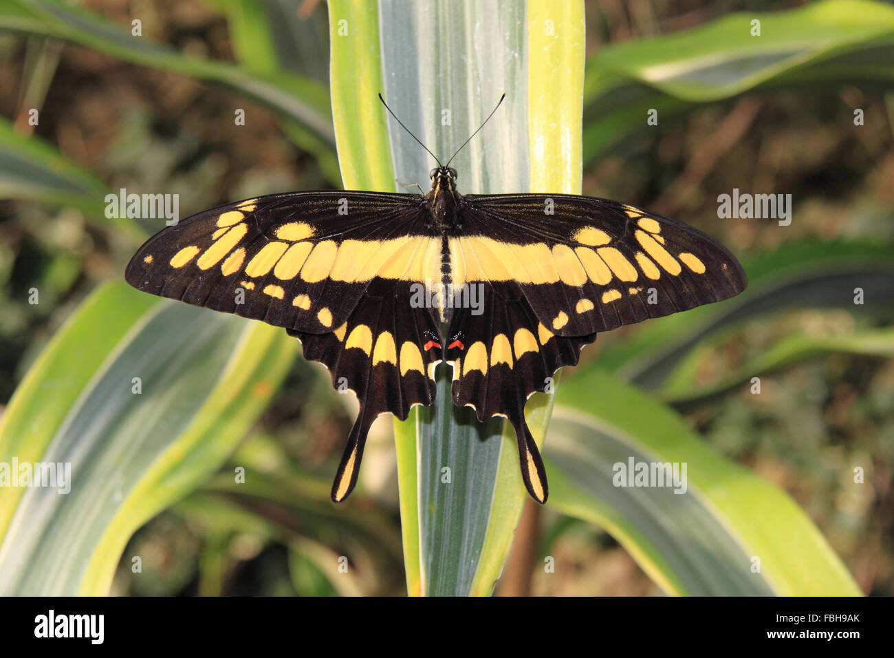 Photo of the king of butterflies hi-res stock photography and images ...