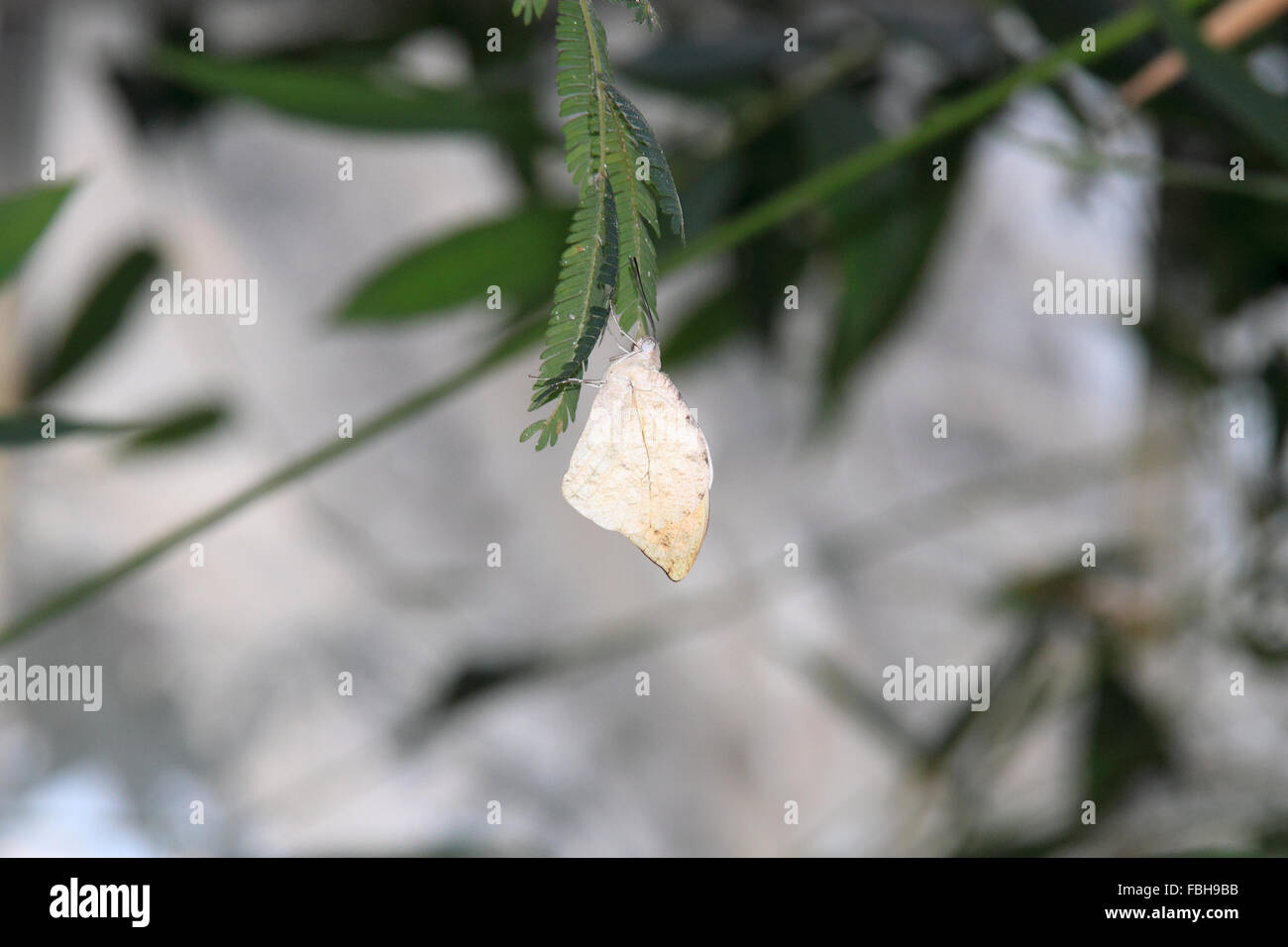 Guatemalan leafwing hi-res stock photography and images - Alamy