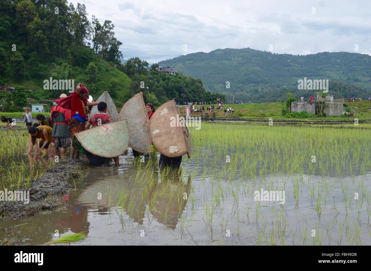Women planting rice paddy fields hi-res stock photography and images ...