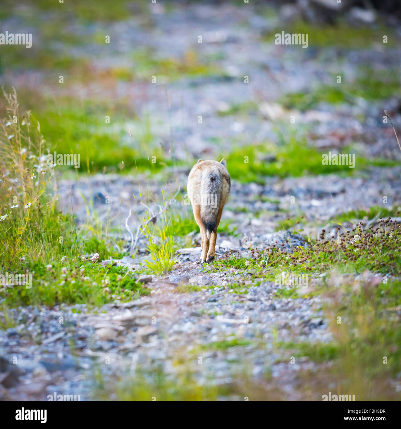Wild Coyote hunting in a roadside meadow in the Rocky Mountains of ...