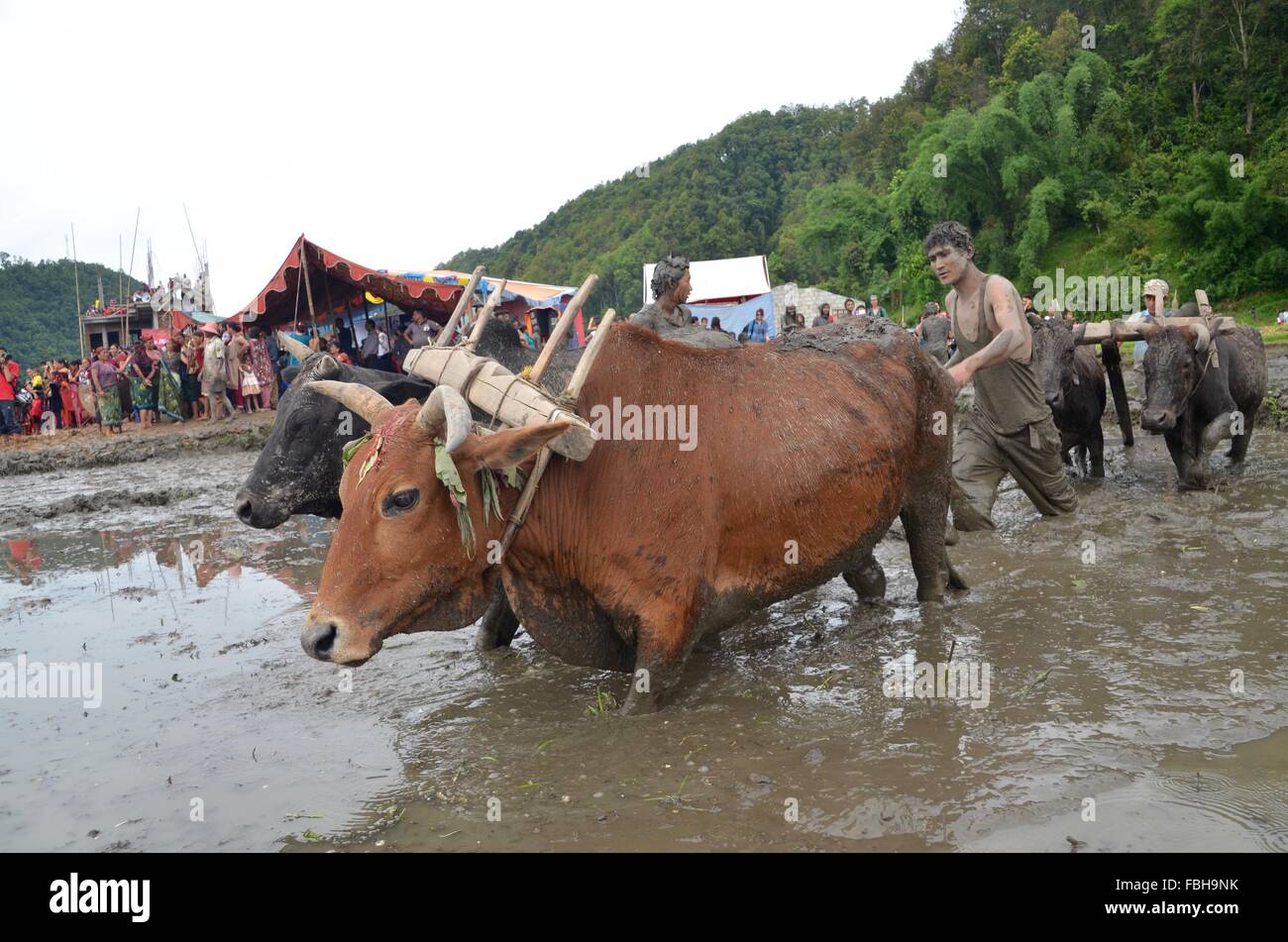 Rice planting festival Stock Photo - Alamy