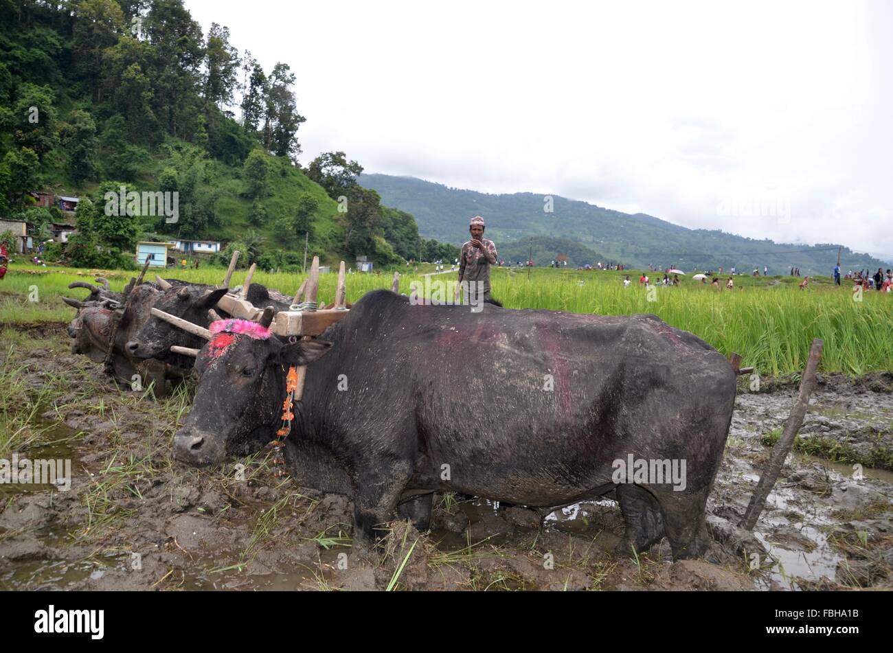 rice planting festival Stock Photo - Alamy