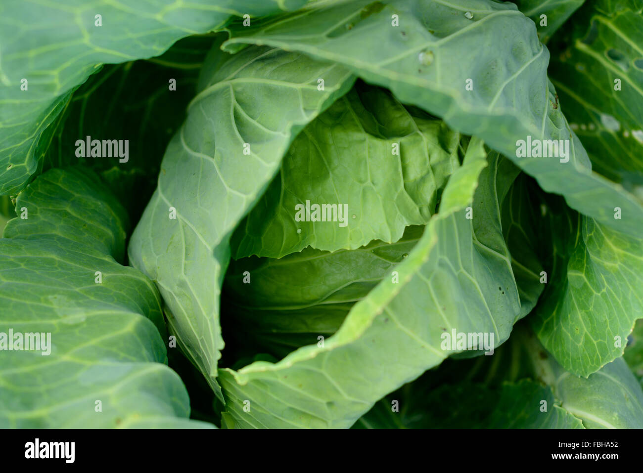 Close up of a growing white cabbage Stock Photo - Alamy