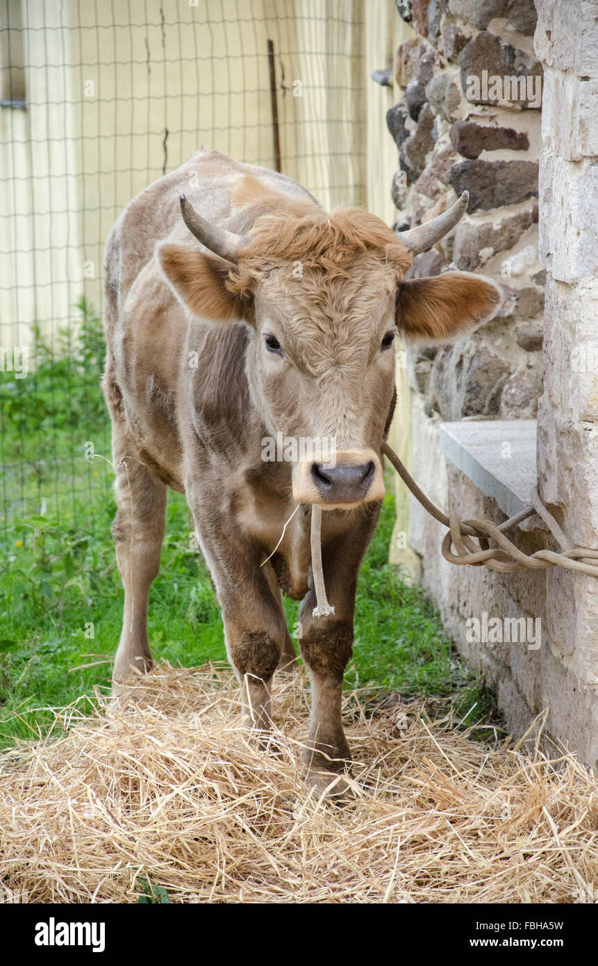 Cute little calf Stock Photo - Alamy