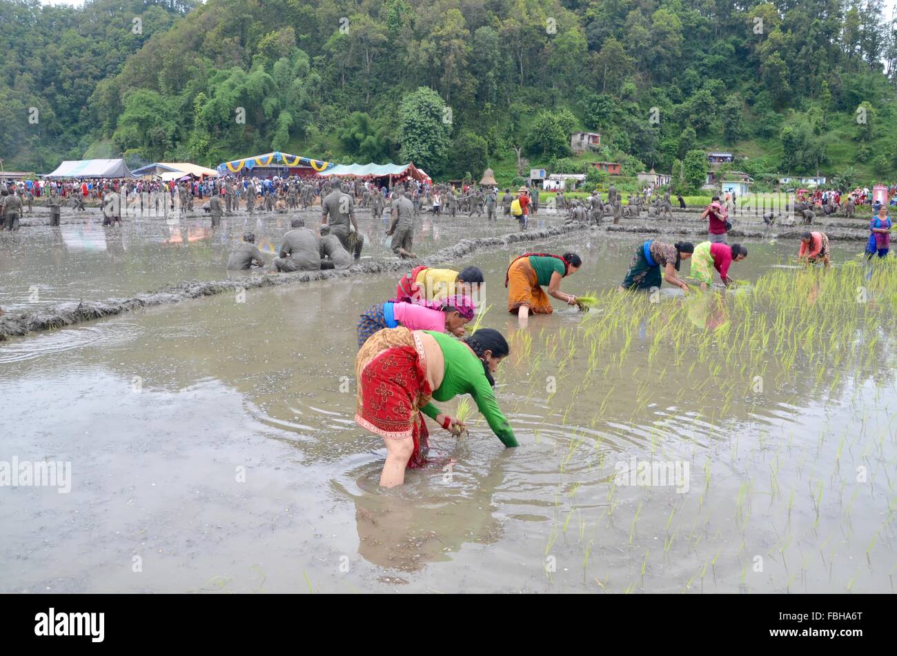 Rice planting festivan Stock Photo - Alamy