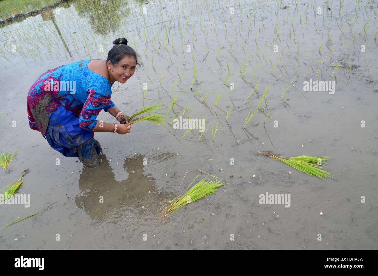 Nepal rice planting festival hi-res stock photography and images - Alamy