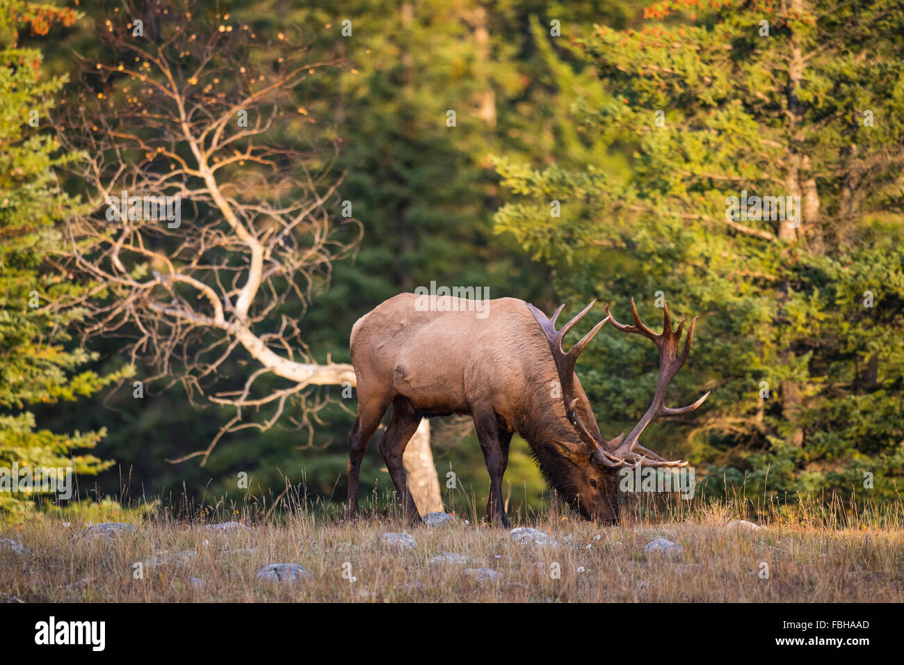 Wild Bull Elk Jasper National Park Alberta Canada Stock Photo - Alamy