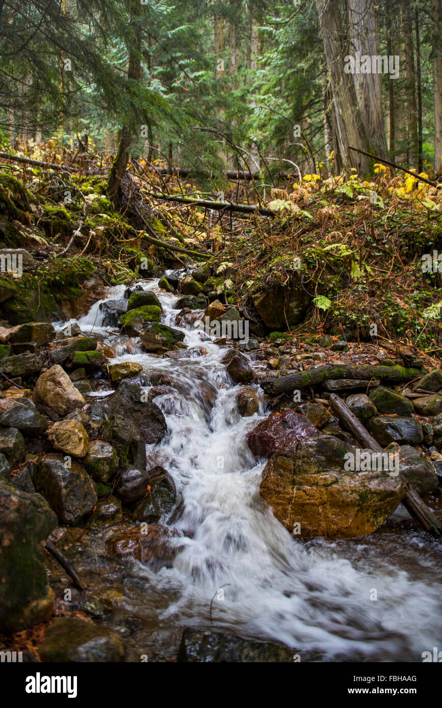 Temperate rainforest british columbia hi-res stock photography and ...
