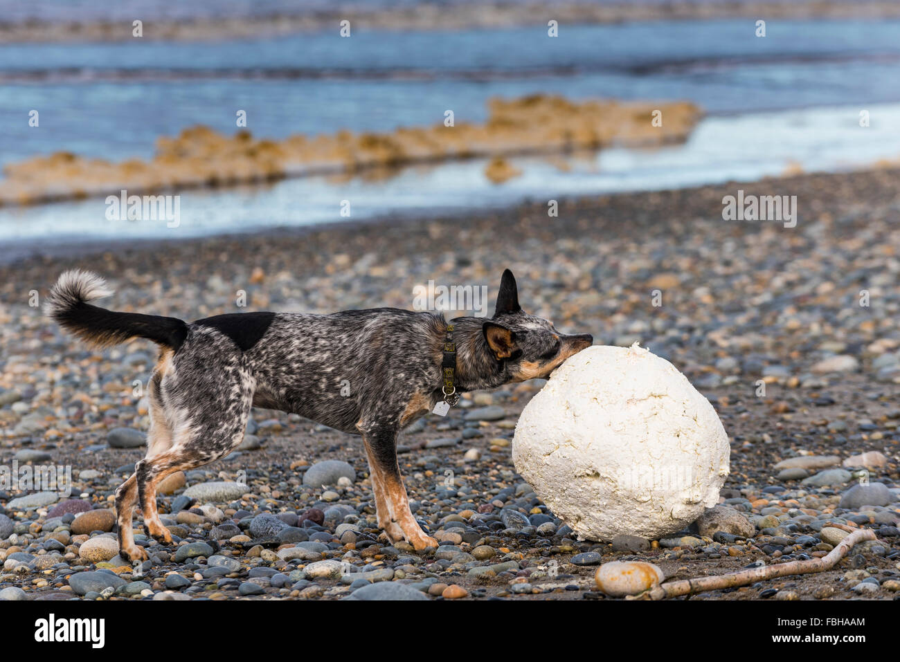 Blue Heeler puppy playing on the beach, Haida Gwaii Stock Photo - Alamy