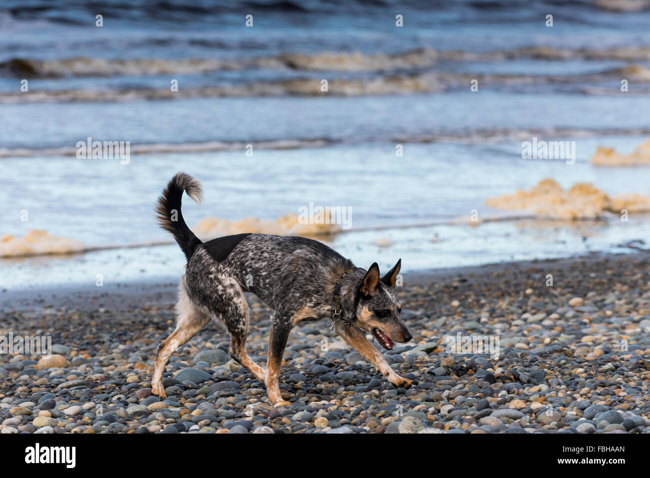 Blue Heeler puppy playing on the beach, Haida Gwaii Stock Photo - Alamy