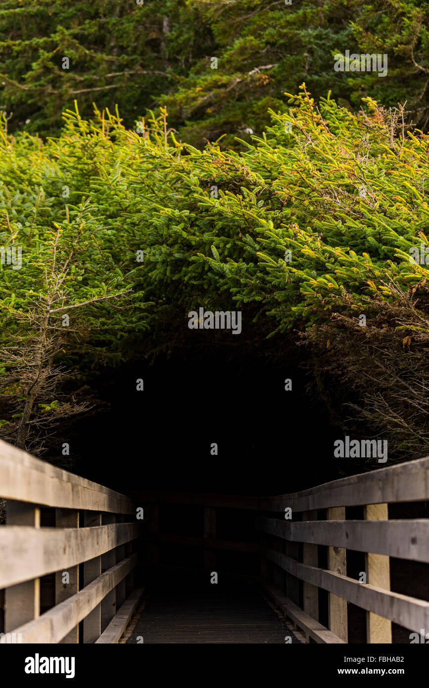 Wooden walkway leading into a dark spooky forest tunnel Stock Photo - Alamy