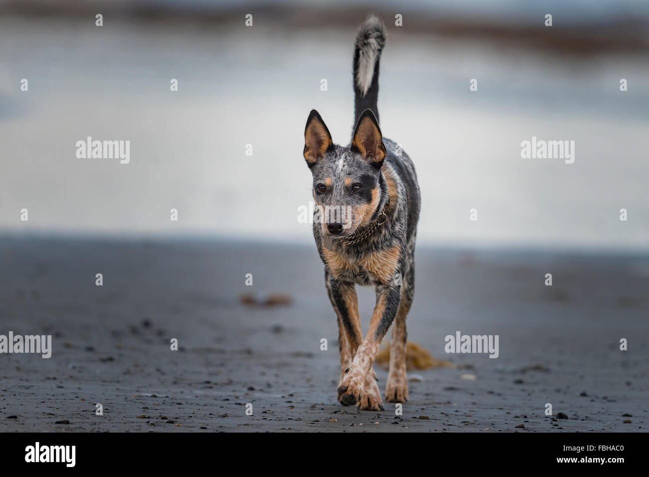 Blue Heeler puppy playing on the beach, Haida Gwaii Stock Photo - Alamy