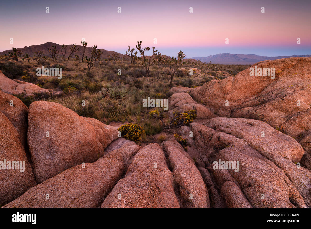 USA, America, California, Mojave desert, vegetation, rock, Joshua ...