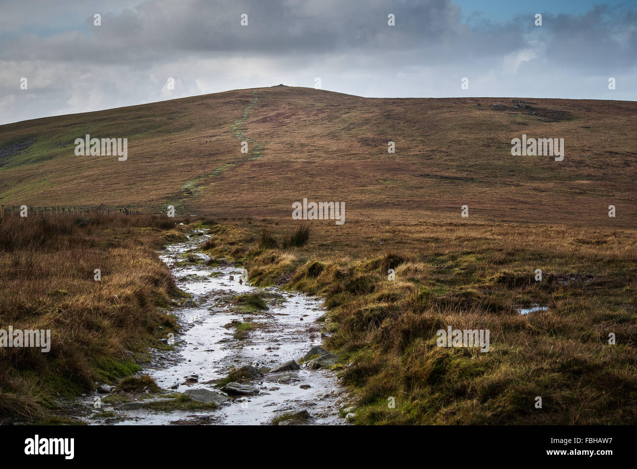 Foel Eryr, Preseli Mountains, Pembrokeshire, Wales, U.K Stock Photo - Alamy