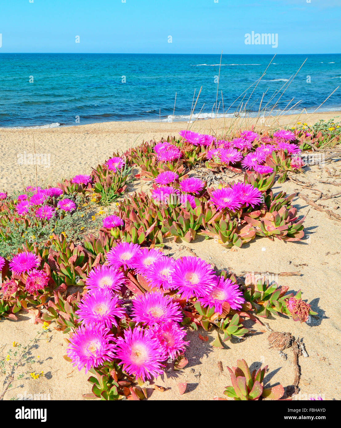 pink flowers and sand dunes in Platamona beach, Sardinia Stock Photo ...