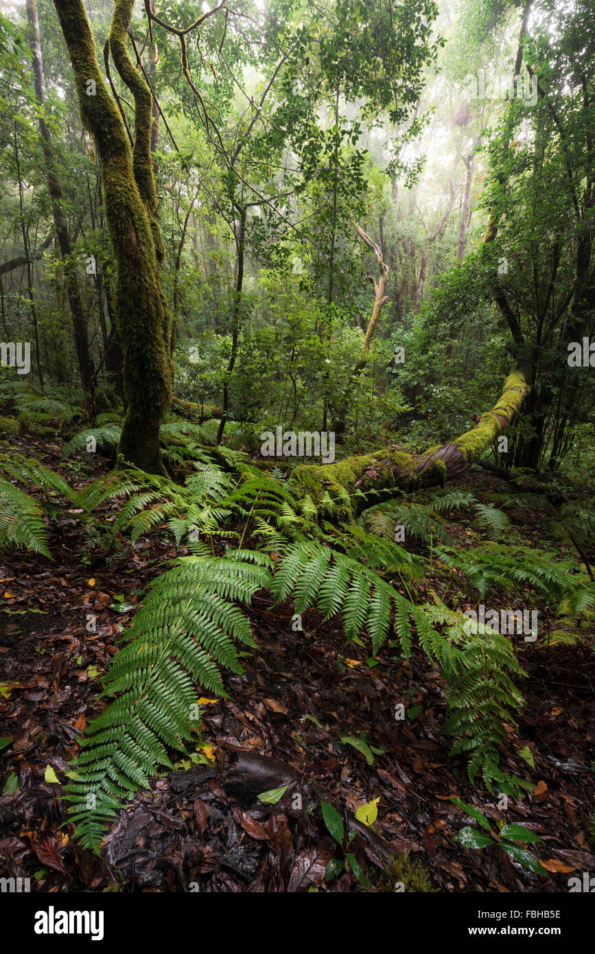 Spain, La Gomera, forest, national park, UNESCO-world heritage, moss ...