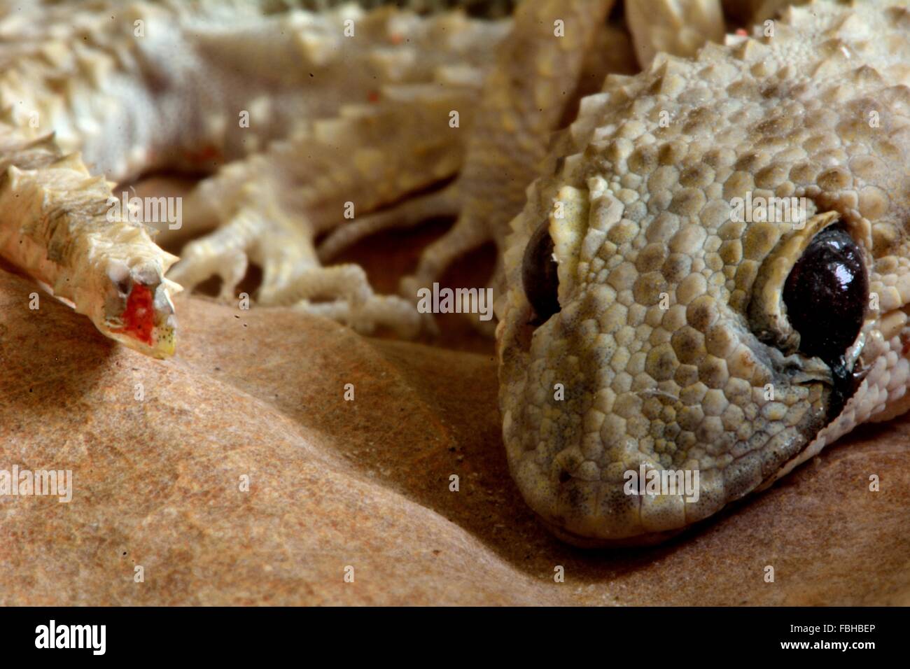 Dead Gecko (possibly Cyrtopodion Caspius). A close-up showing freshly ...