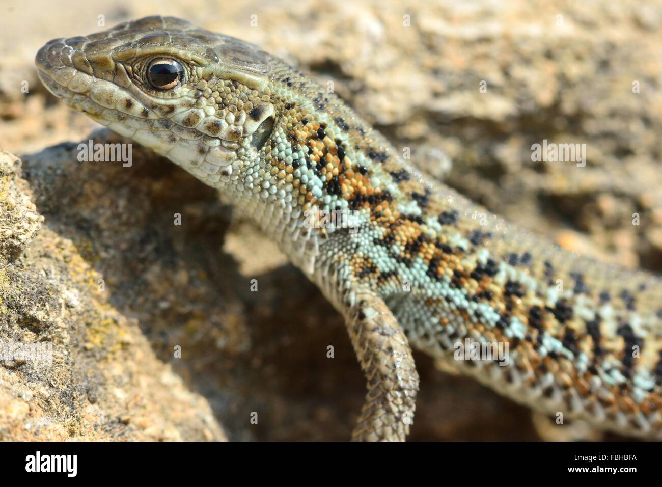 Lizard profile hi-res stock photography and images - Alamy