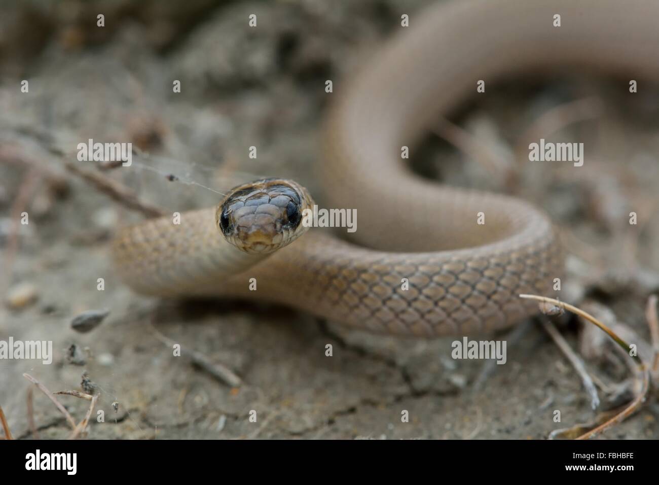 Collared dwarf snake hi-res stock photography and images - Alamy