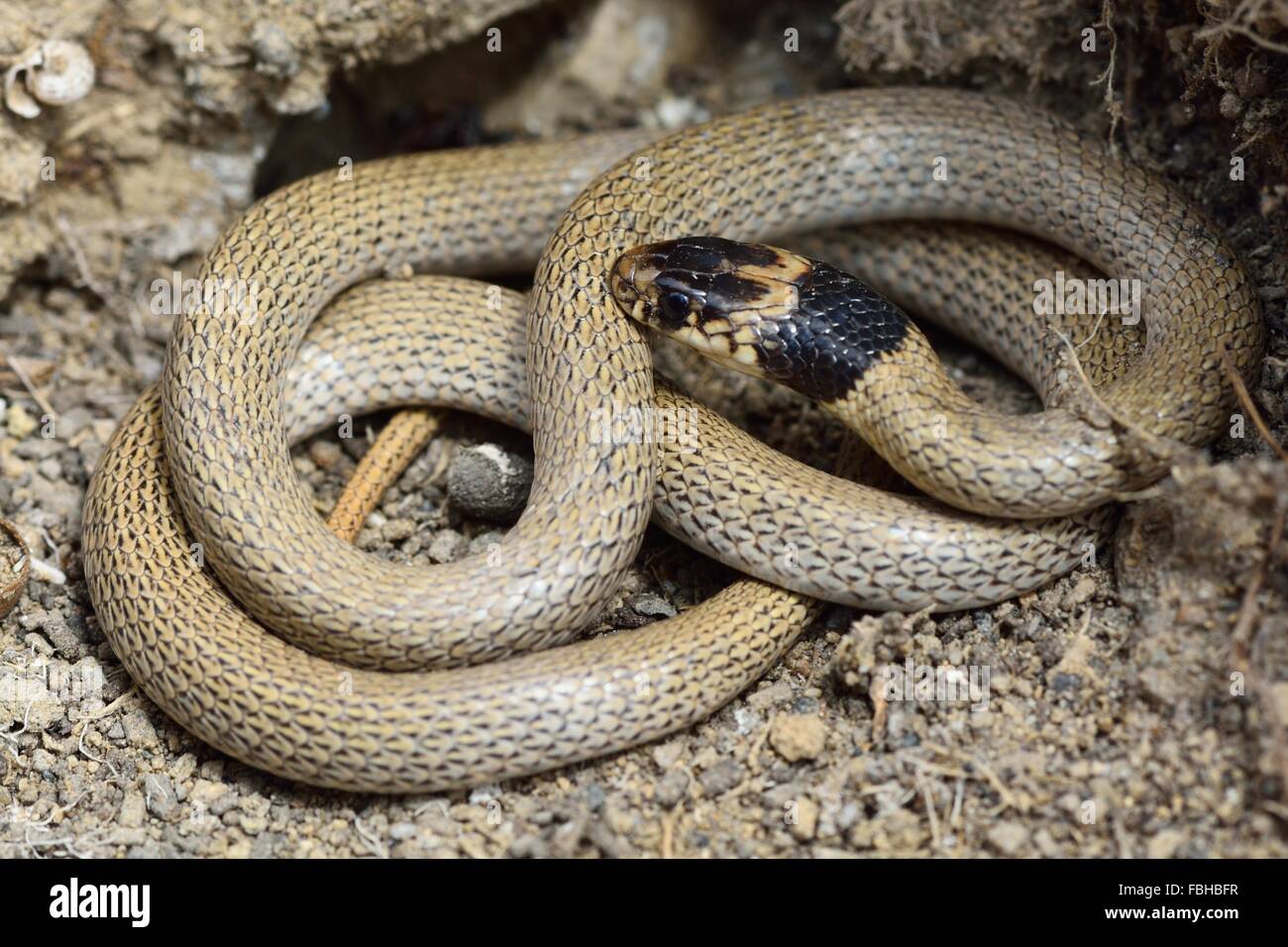 Collared Dwarf Snake Stock Photos & Collared Dwarf Snake Stock Images ...