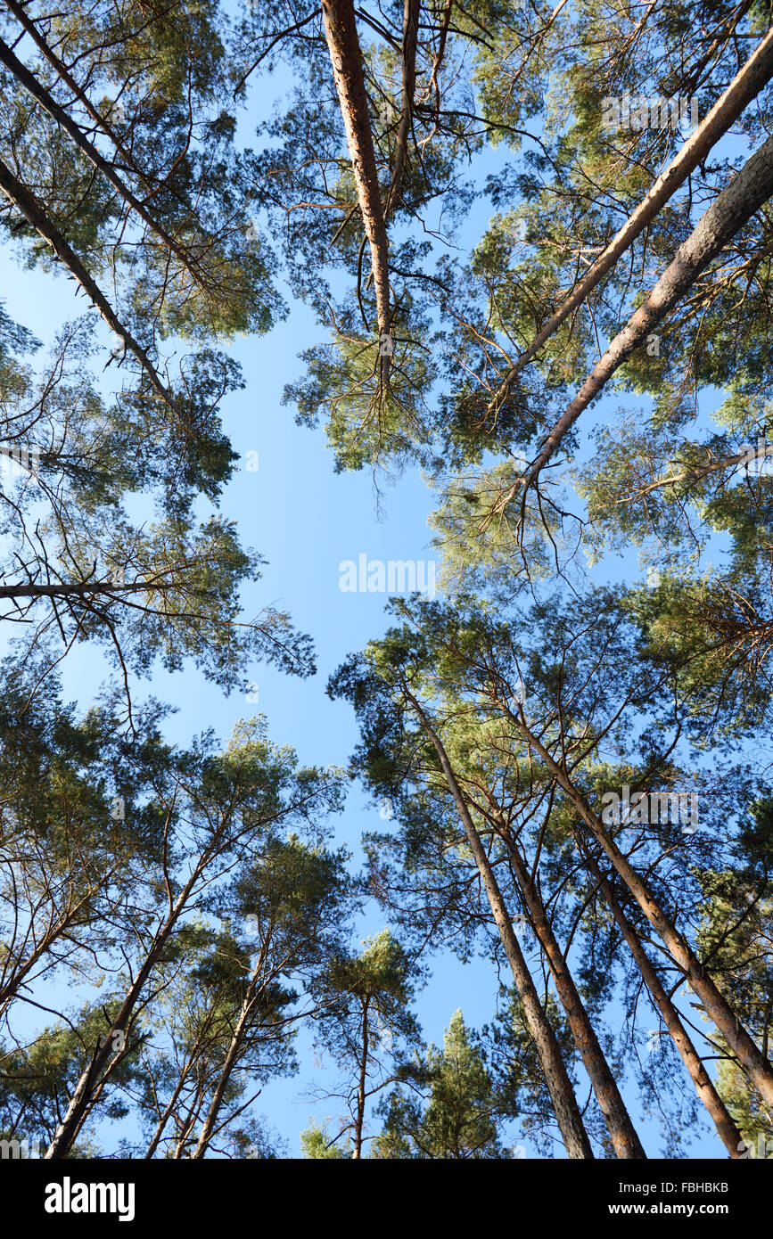 Landscape, pinewood, Scots pines, Pinus sylvestris Stock Photo - Alamy