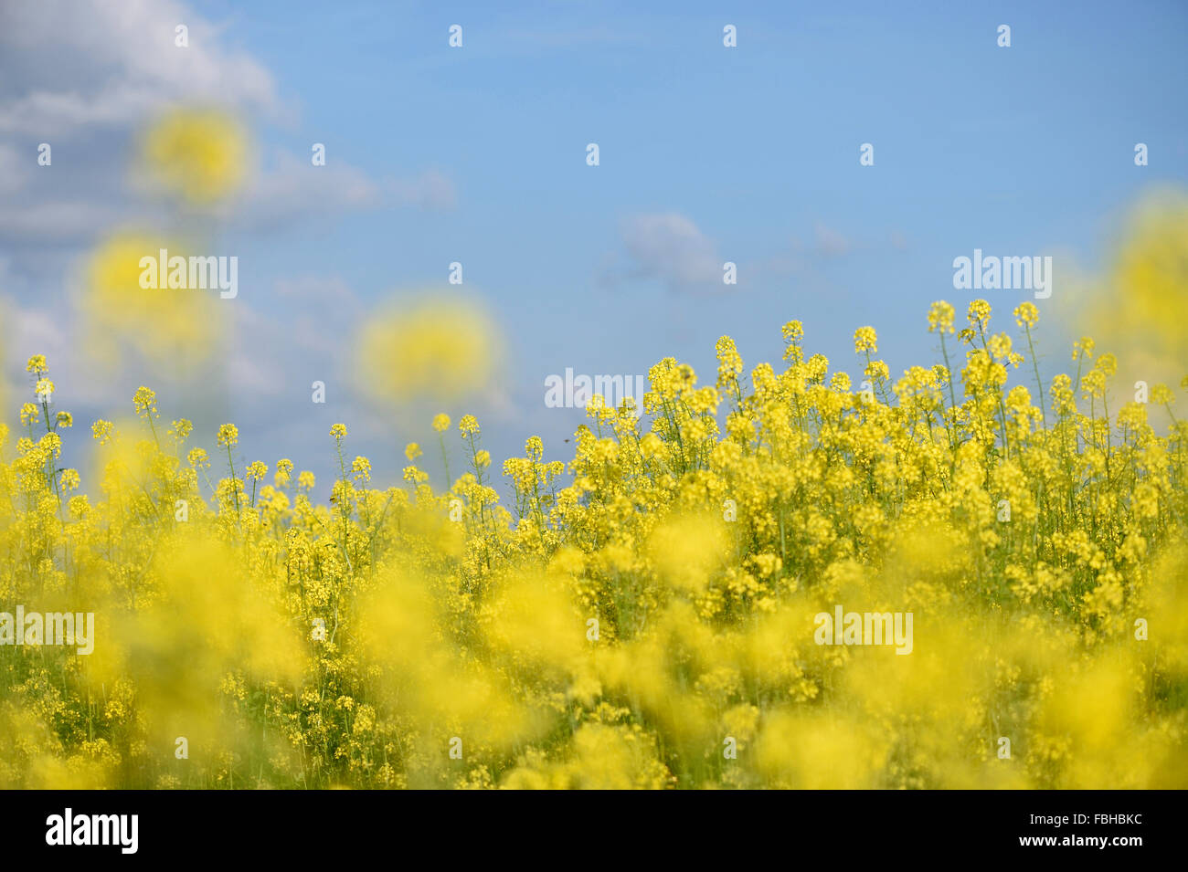 Landscape, mustard field, Upper Palatinate, Bavaria, Germany Stock ...