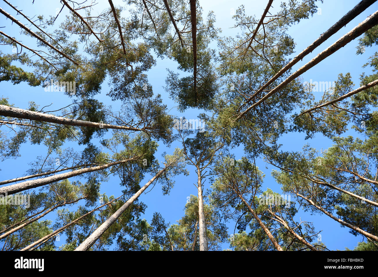 Landscape, pinewood, Scots pines, Pinus sylvestris Stock Photo - Alamy