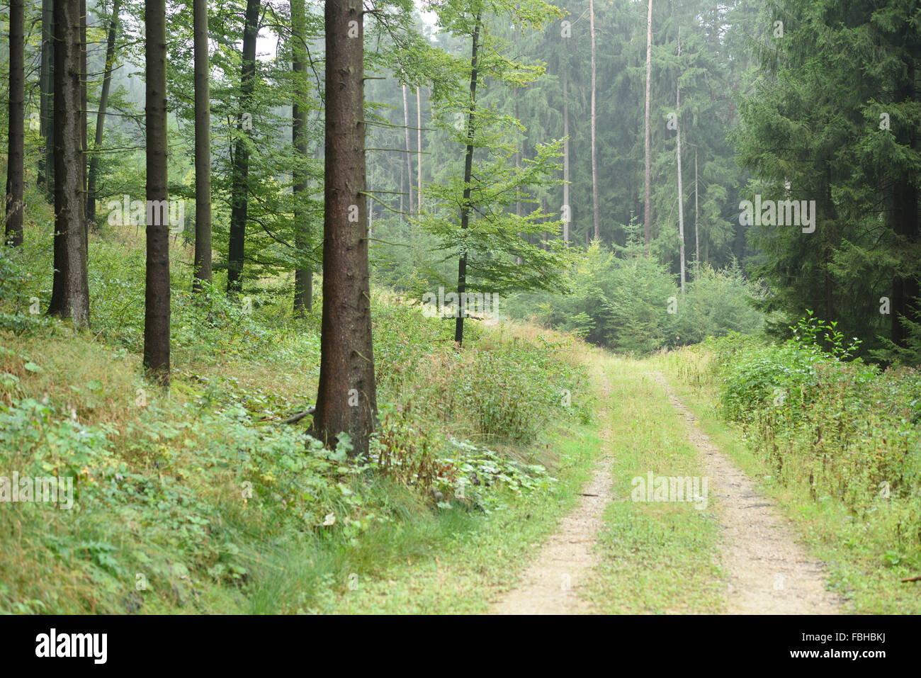 Landscape, forest path, mixed forest Stock Photo - Alamy